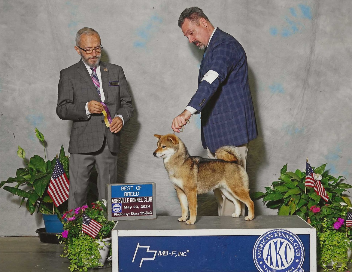 Shiba Inu Puppies, Champion Shiba Inus - Marma Farms